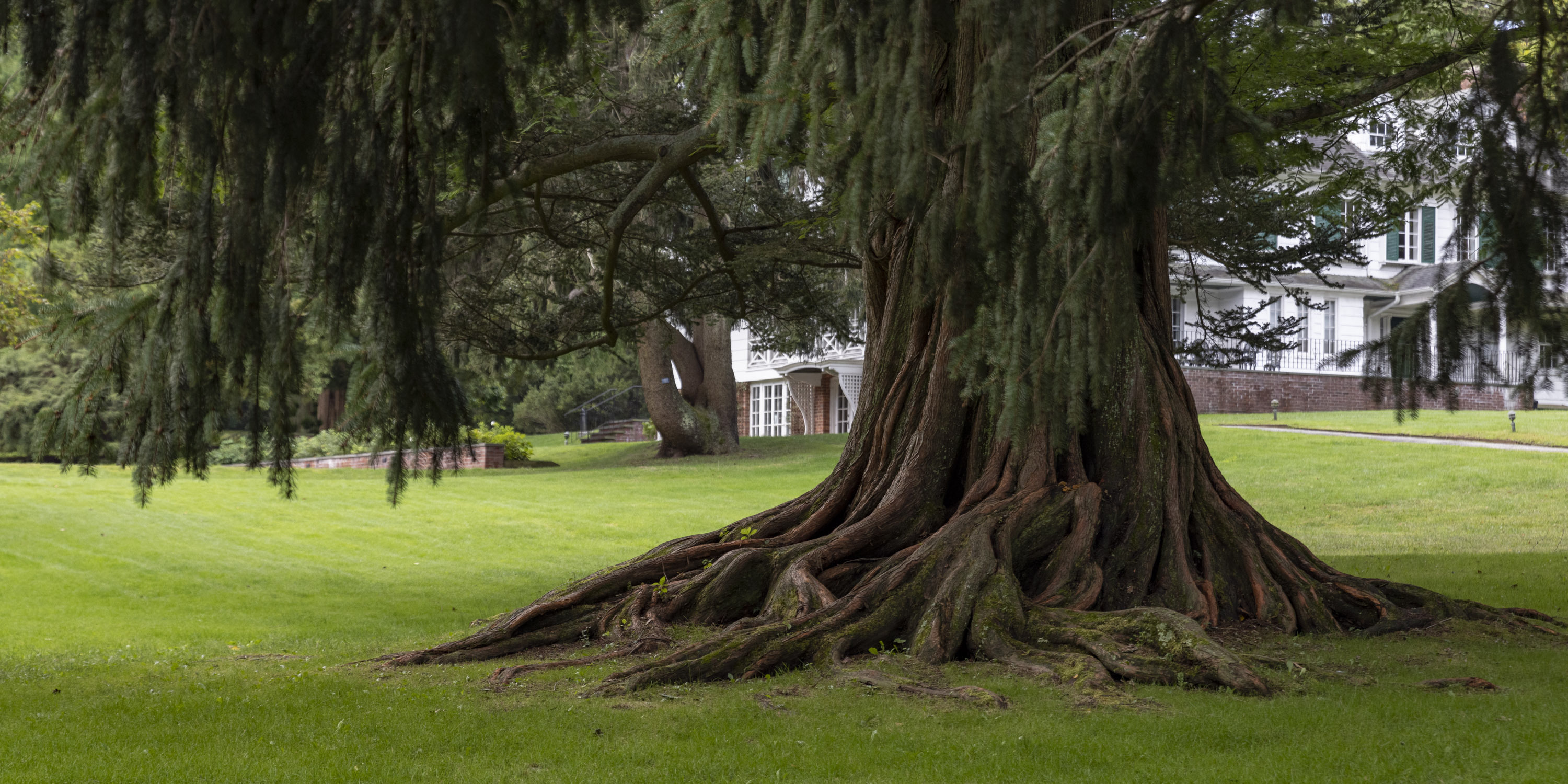 Tree & Shrub Care - Wonderland Tree Care + Landscapes - Long Island ...